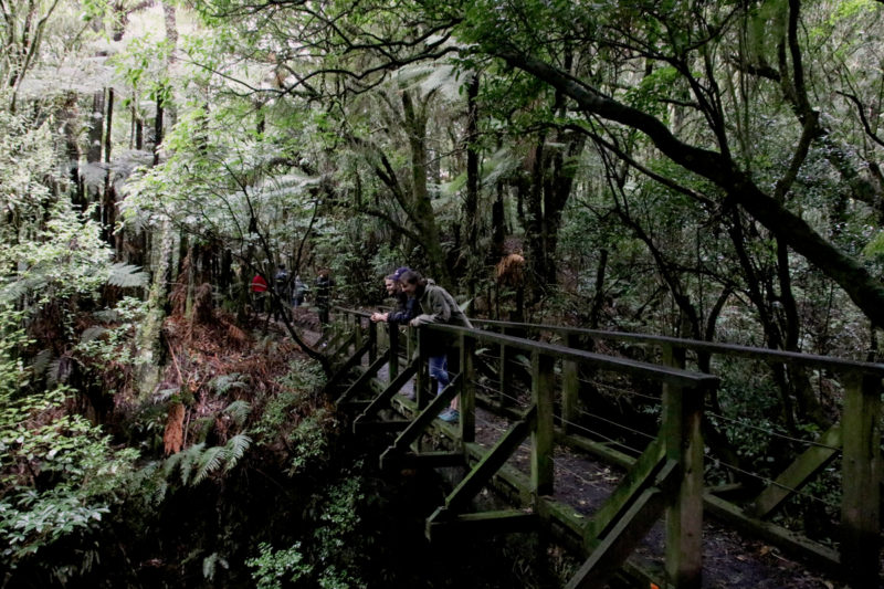 Walk - Te Āpiti - Manawatū Gorge, New Zealand - Find out more